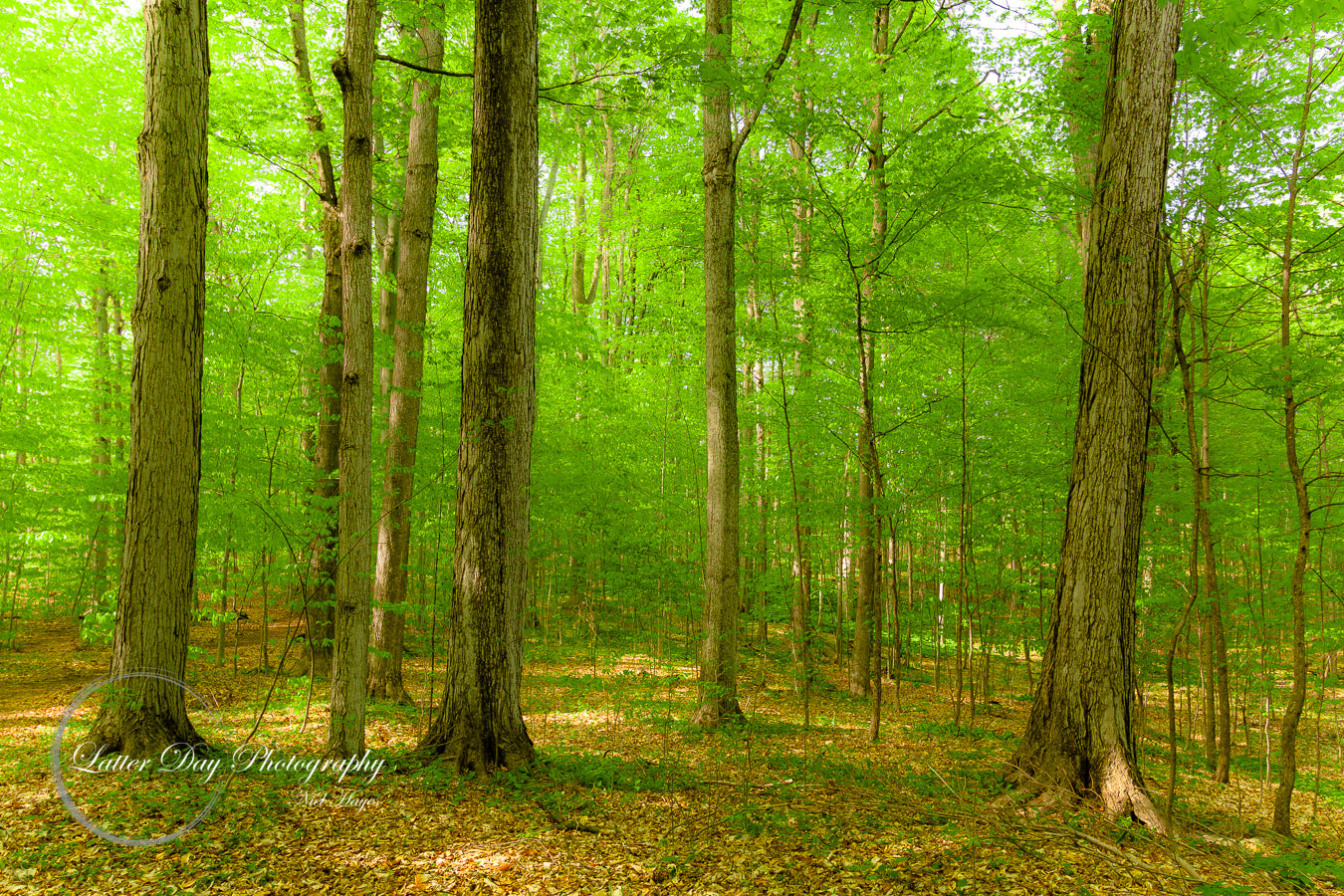 Sacred Grove